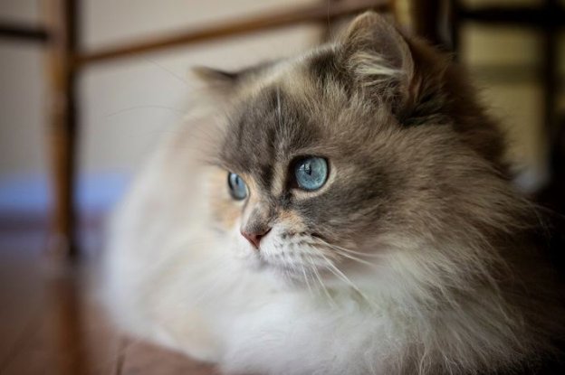 9 Lovable Cat Breeds With Short Legs (With Pictures) - Cats.com