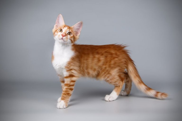 What Is A Pedigreed Cat? - Cats.com