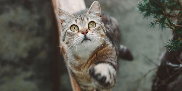 Why Is My Cat Swiping at Everyone? Top 4 Reasons and Solutions - Cats.com