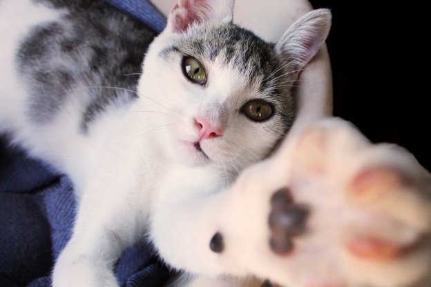 Do Cats Have A Dominant Paw? Science has the Answer - Cats.com