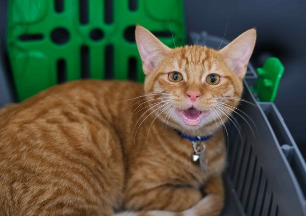 How To Make A Cat Feel Safe In 10 Simple Steps - Cats.com