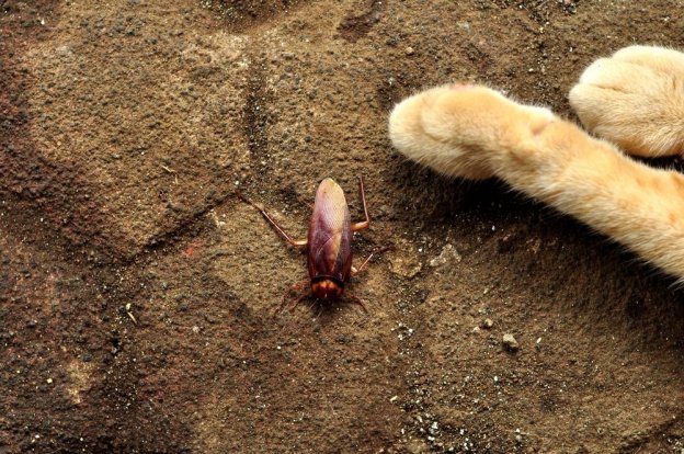 Do Cats Eat Roaches? - Cats.com
