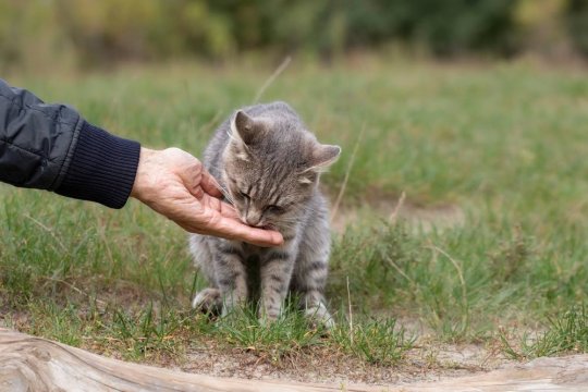 How To Nurse a Starving Cat in 6 Simple Steps - Cats.com