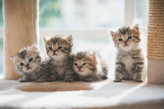 What Is A Glaring Of Cats? (And Other Words For Cat Collections) - Cats.com