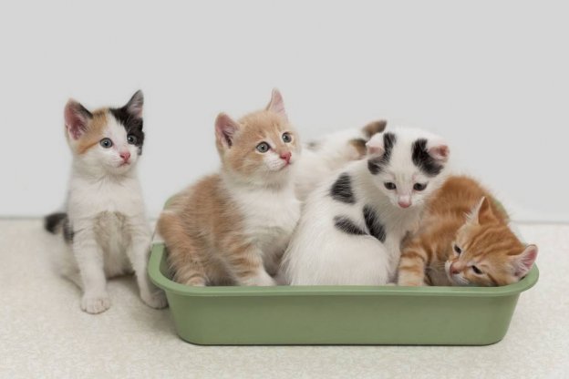 What Is A Glaring Of Cats? (And Other Words For Cat Collections) - Cats.com