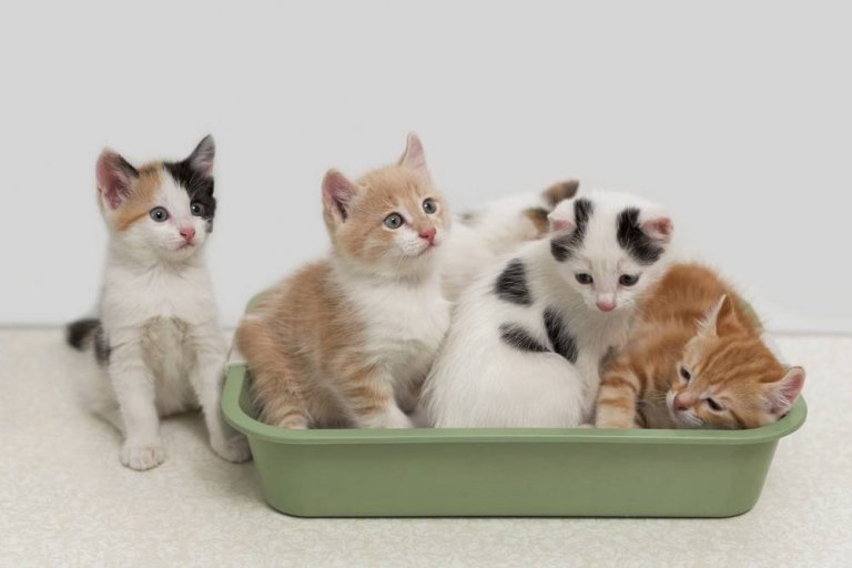 What Is A Glaring Of Cats? (And Other Words For Cat Collections) - Cats.com