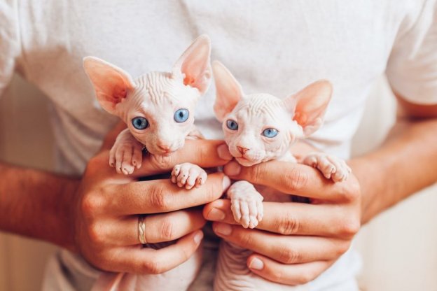 What Is A Pedigreed Cat? - Cats.com