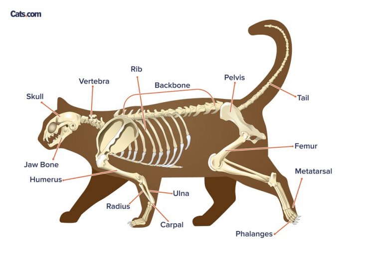 Cat Anatomy Guide - Cats.com