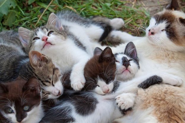 What Is A Glaring Of Cats? (And Other Words For Cat Collections) - Cats.com