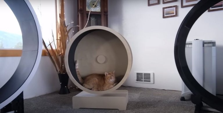 The 4 Best Cat Exercise Wheels: Tested & Reviewed - Cats.com