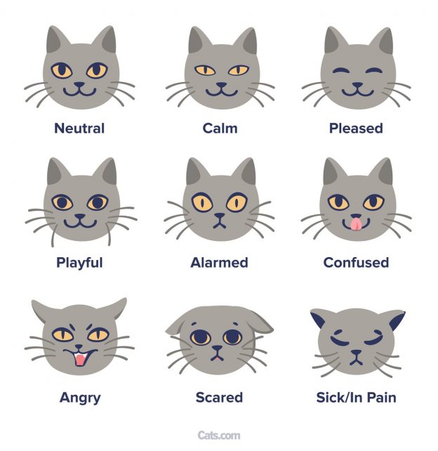 Cat Anatomy Guide - Cats.com