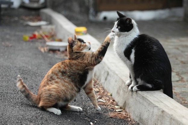 Do Cats Have A Dominant Paw? Science has the Answer - Cats.com