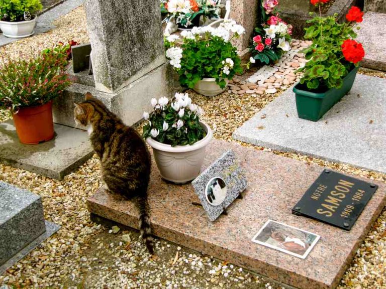 Do Cats Understand Death? - Cats.com