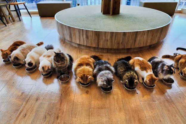 What Is A Glaring Of Cats? (And Other Words For Cat Collections) - Cats.com