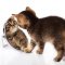 Do Cats Recognize Themselves In The Mirror? - Cats.com