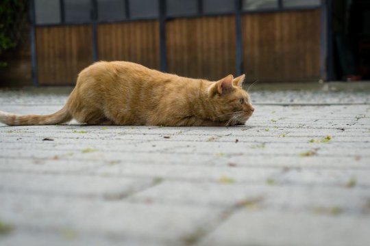 Why Do Cats Wiggle Before They Pounce? - Cats.com