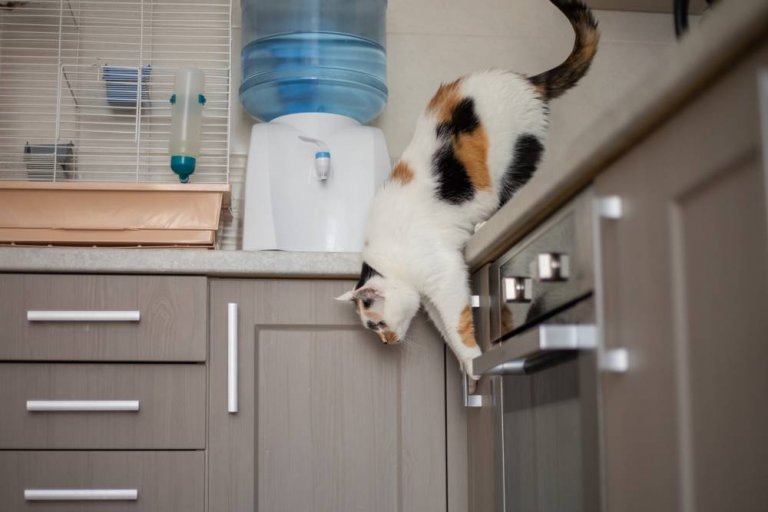 Can Cats Survive A Fall From Any Height? - Cats.com