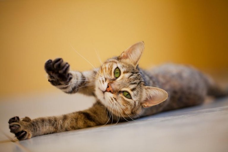 How Do You Keep a Cat Out of a Certain Room? - Cats.com