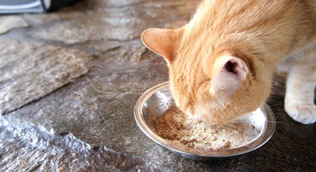 The 8 Best Cat Food Toppers - Cats.com