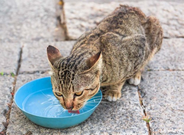 How To Nurse a Starving Cat in 6 Simple Steps - Cats.com