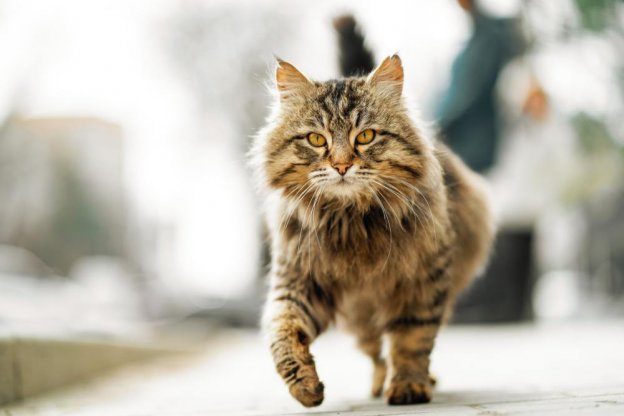 First Aid for Limping Cats (A Complete Guide) - Cats.com