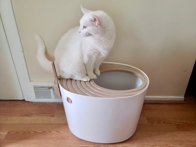 Why Is My Cat Not Using the Litter Box? - Cats.com