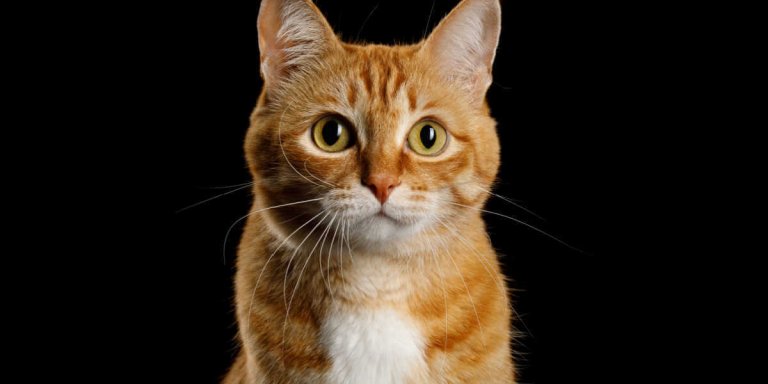 Do Cats Have Souls? Science Explains (& What 5 Religions Say) - Cats.com
