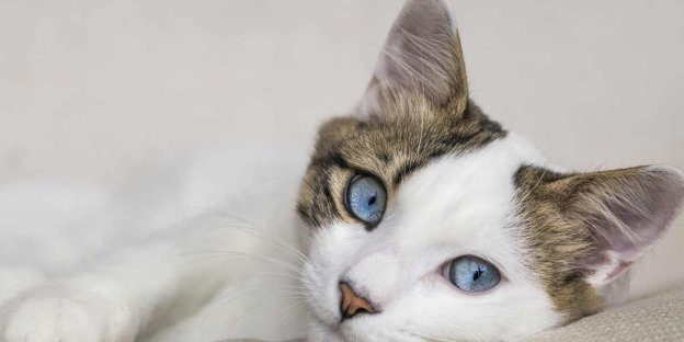 Do Cats Have Souls? Science Explains (& What 5 Religions Say) - Cats.com