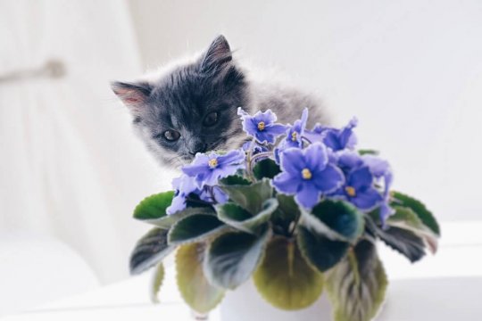 21 Cat-Friendly Flowers You Can Buy or Grow - Cats.com