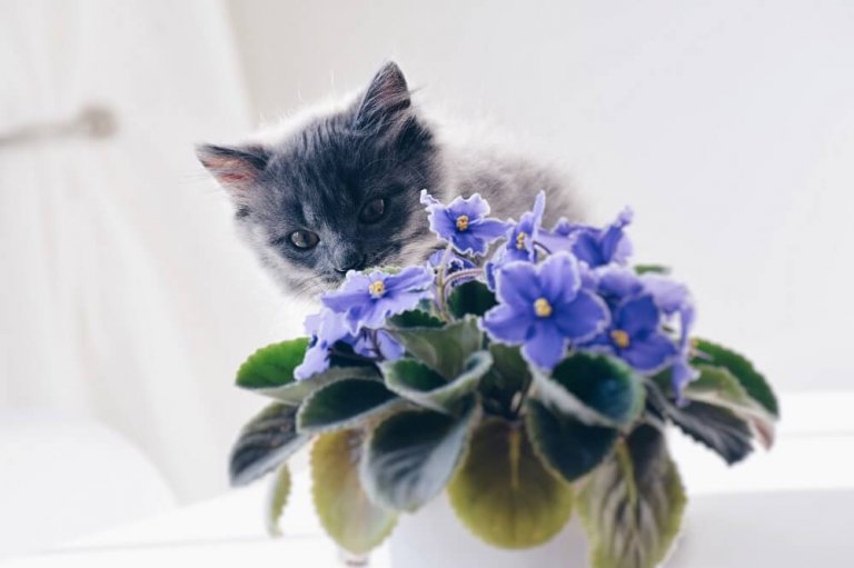 21 Cat-Friendly Flowers You Can Buy or Grow - Cats.com