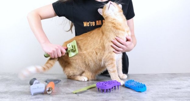 12 Best Cat Brushes & Deshedding Tools In 2024 - Cats.com