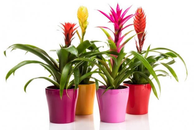 21 Cat-Friendly Flowers You Can Buy or Grow - Cats.com