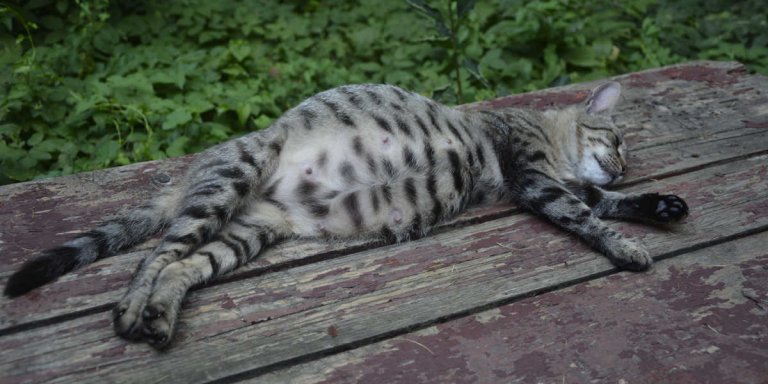 What To Expect From Your Cat During Pregnancy - Cats.com