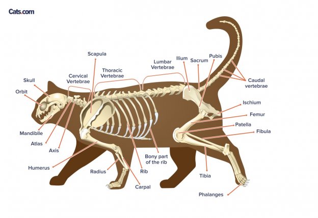 Broken Pelvis in Cats: Symptoms, Treatment, & Costs - Cats.com