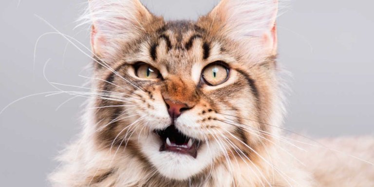 What Is The Cat Flehmen Response? - Cats.com