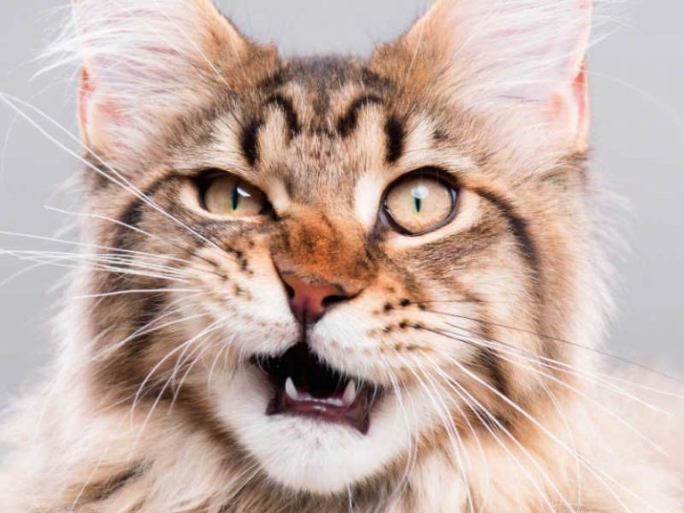 The Complete Guide To Flying With Your Cat - Cats.com