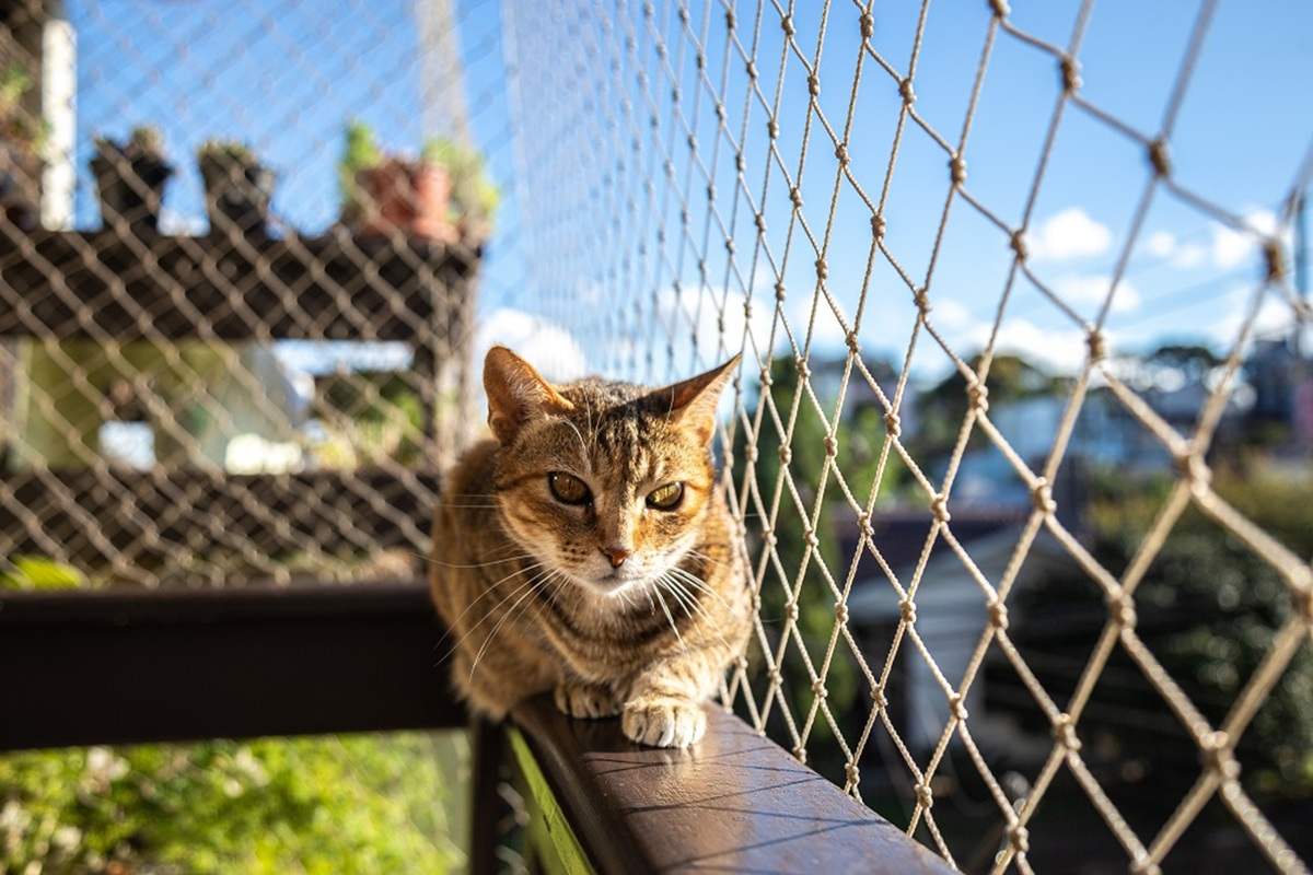 10 Simple Ways To Cat-Proof A Fence - Cats.com
