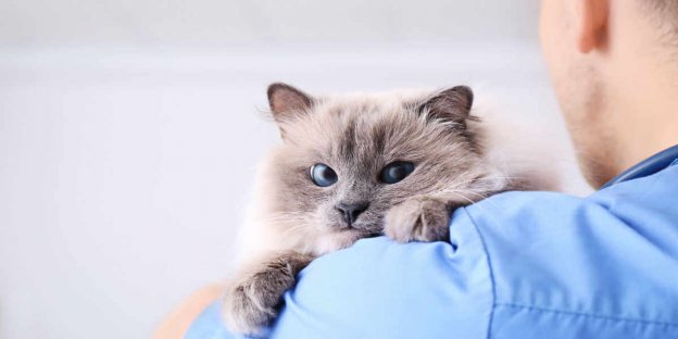 Neurological Disorders in Cats: Causes, Symptoms, Prognosis ...