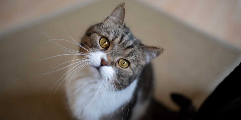 Neurological Disorders in Cats: Causes, Symptoms, Prognosis ...