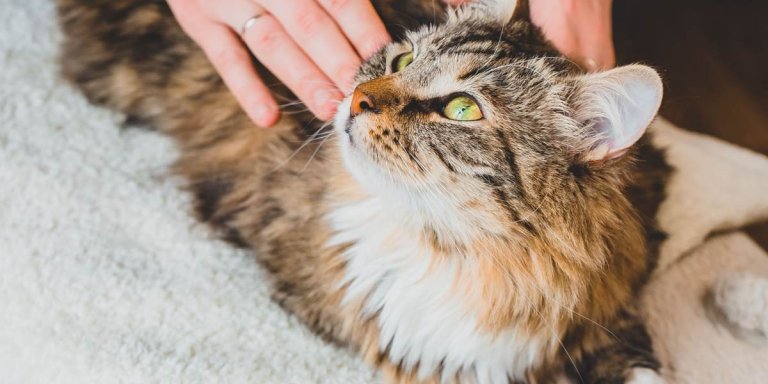 Why Is My Cat’s Back Twitching? When to Worry - Cats.com
