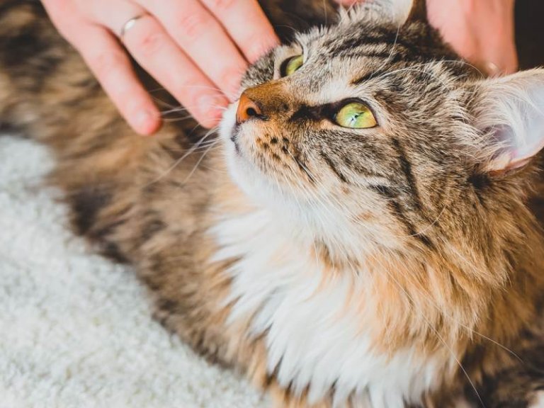 Cat Dandruff: Causes, Symptoms, and Treatment - Cats.com