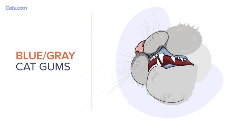 Pale Gums in Cats: Causes & Treatment (With Pictures) - Cats.com
