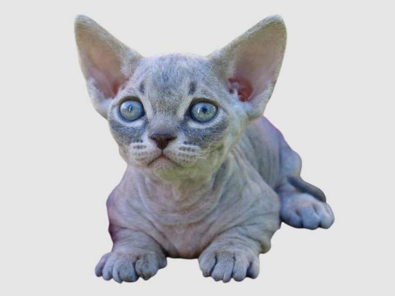 Manx Cat Breed: Size, Appearance & Personality
