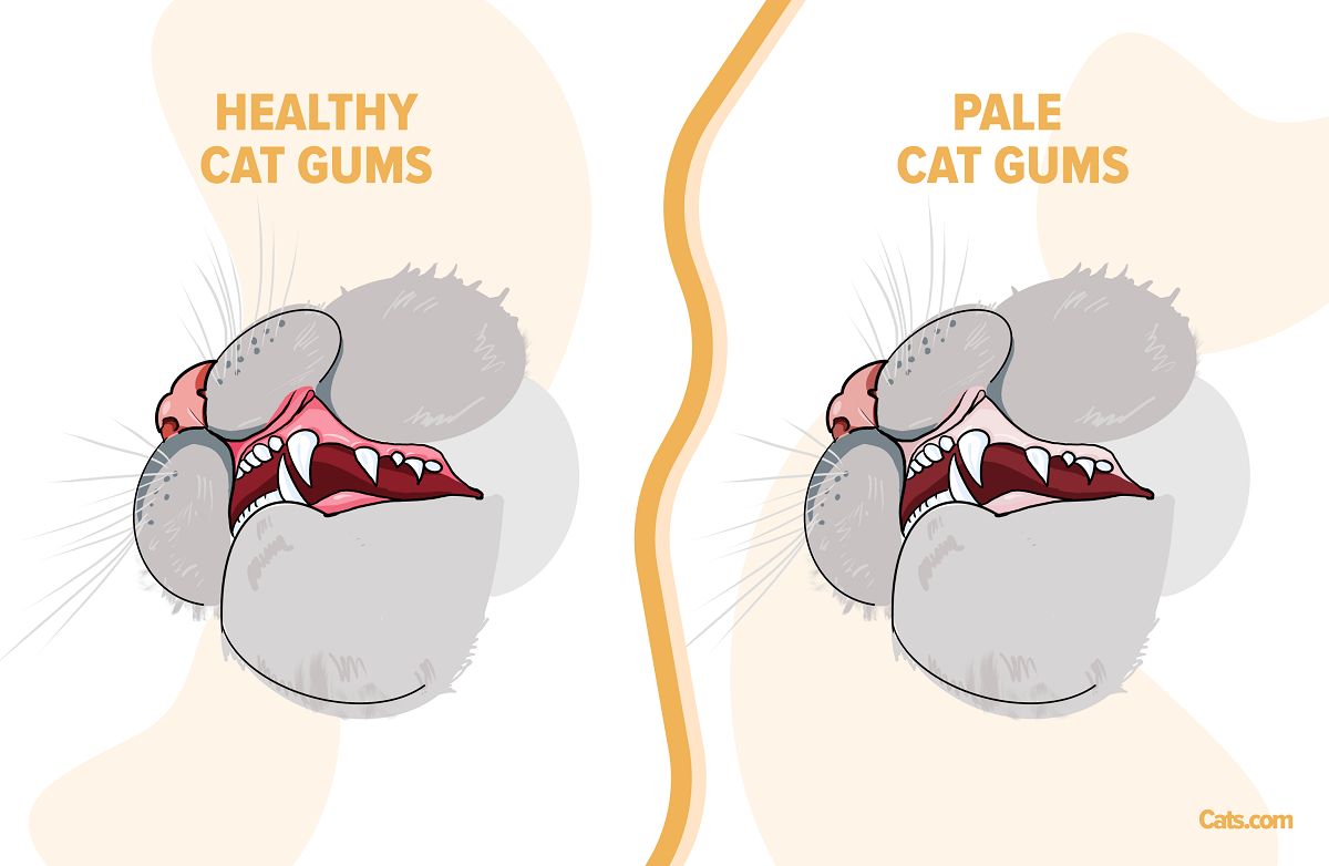 Healthy Cat Gums Healthy Cat Gums