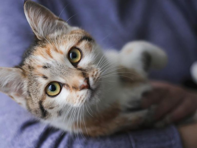 Cat Psychology - Cats.com