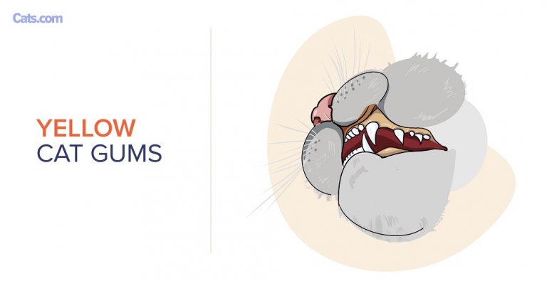 Pale Gums in Cats: Causes & Treatment (With Pictures) - Cats.com