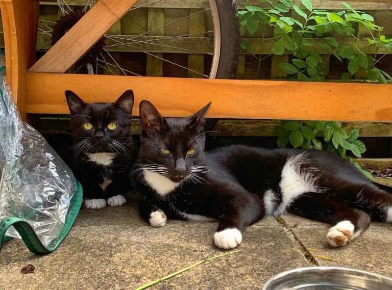 Fig the Cat and Owner Spread Awareness of Feline Dwarfism - Cats.com