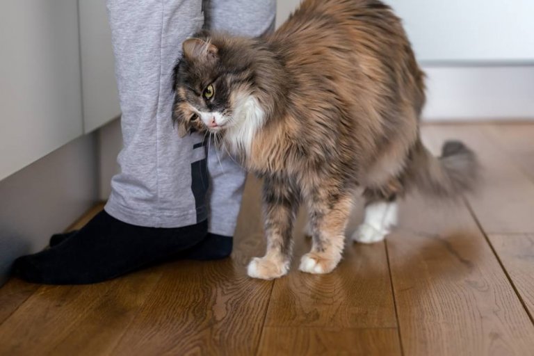 Cat Too Demanding & Needy? → 10 Signs Your Cat is Being Too Clingy