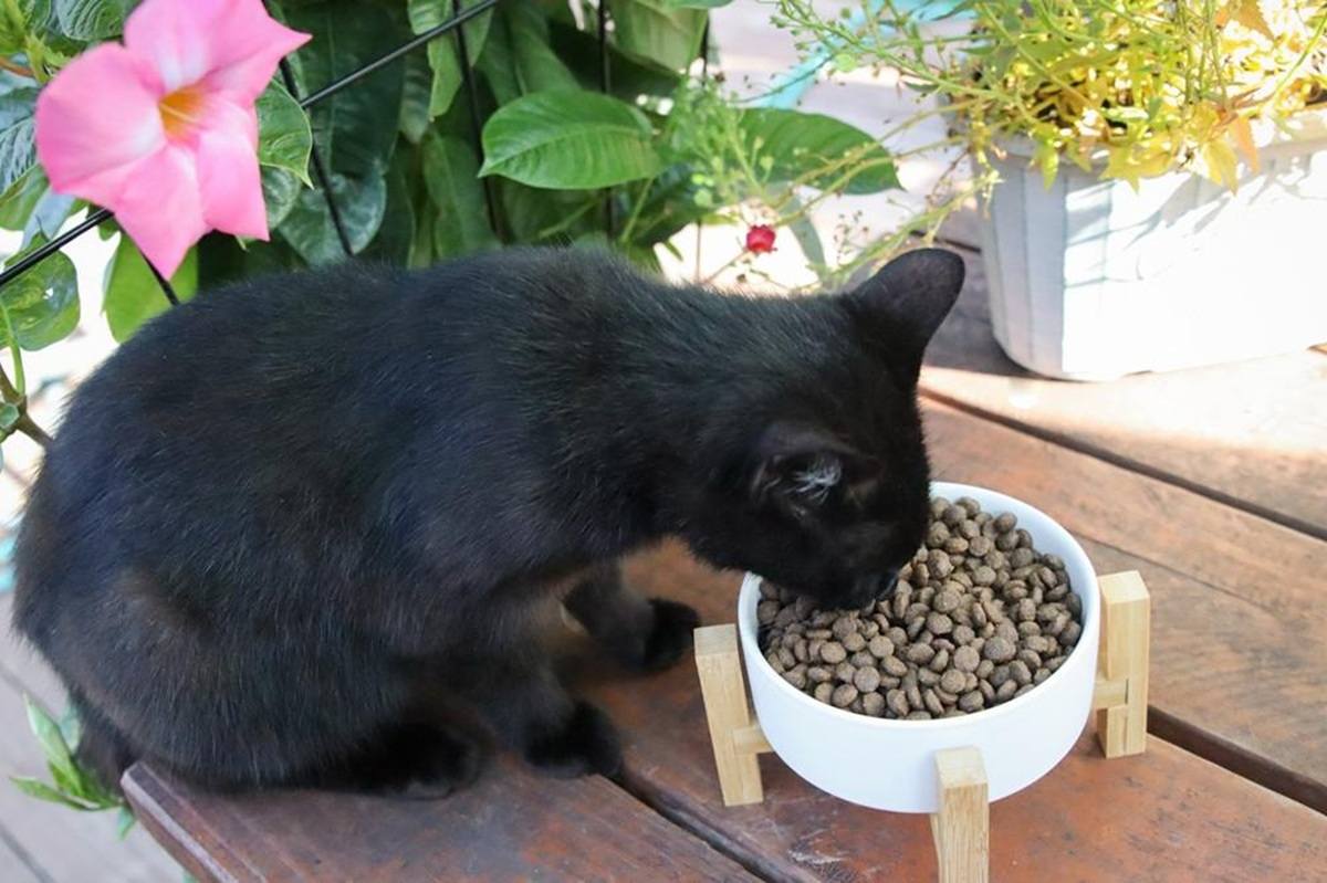How to Care for Your Cat's Basic Needs - Cats.com