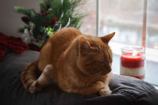 Are Scented Candles Safe around Your Cat? - Cats.com